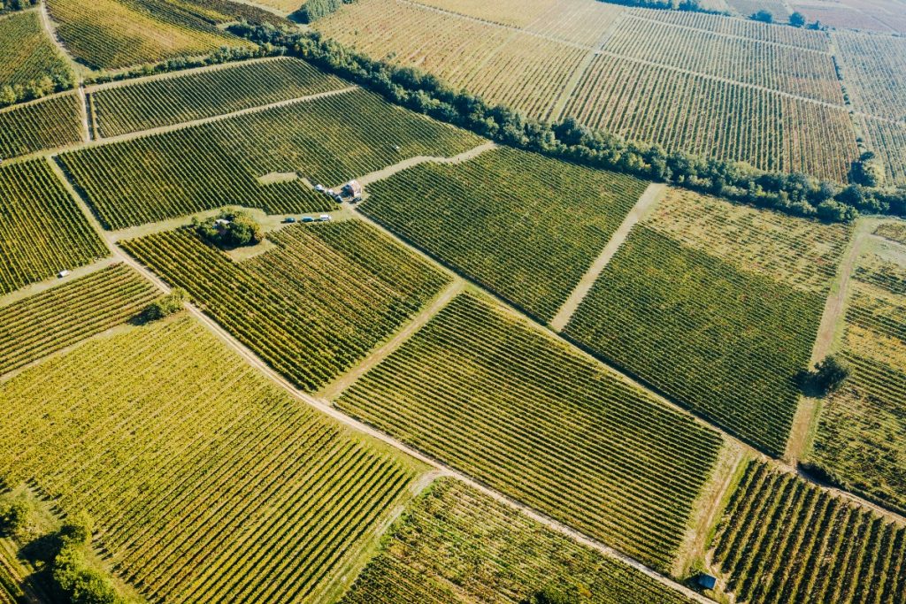 Bock Estate - BOR 2025