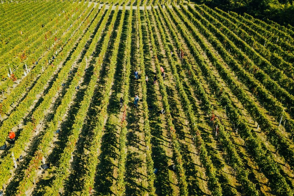 Bock Estate - BOR 2025